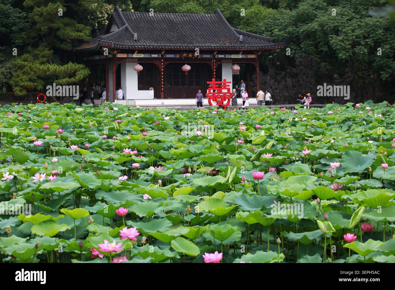 Visitors take photos of lotus blossoms at Mochou Lake Park in Nanjing ...
