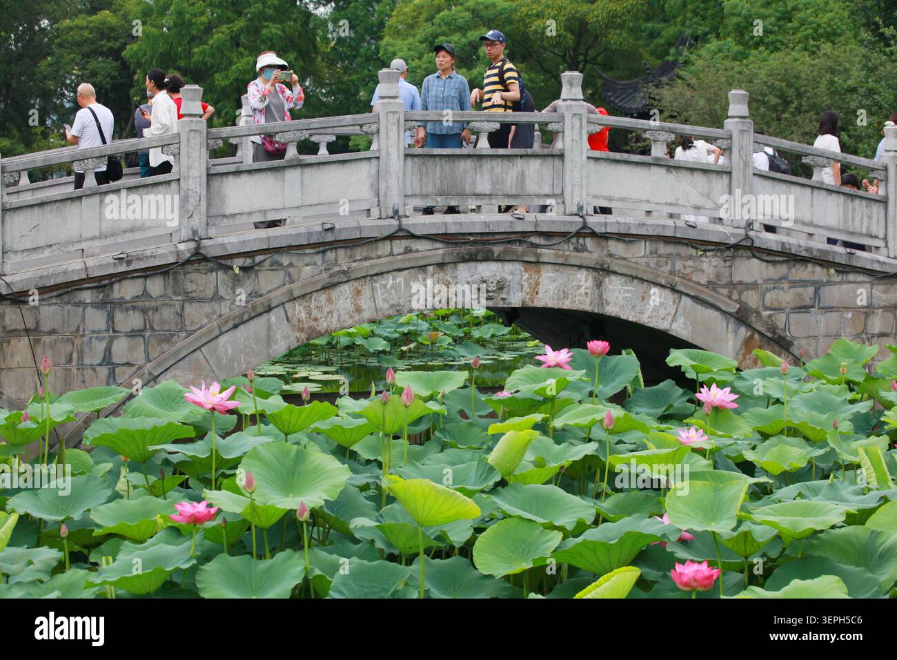 Visitors take photos of lotus blossoms at Mochou Lake Park in Nanjing ...