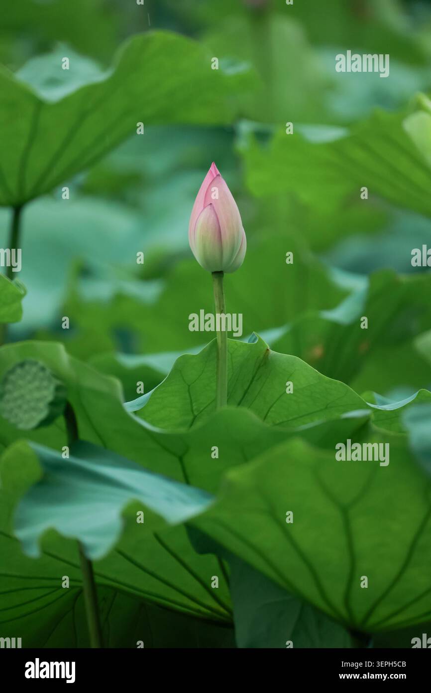 Over 700 varieties of lotus flowers bloom at the 2026 Shenzhen Lotus ...
