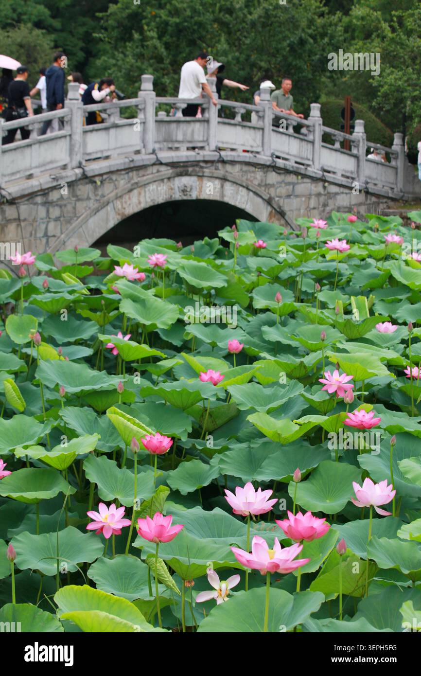 Visitors take photos of lotus blossoms at Mochou Lake Park in Nanjing ...