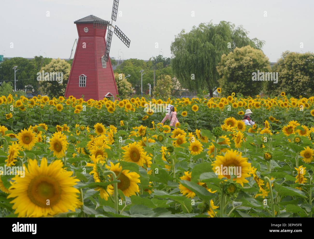 Visitors tour sunflower fields covering 20,000 square meters in ...