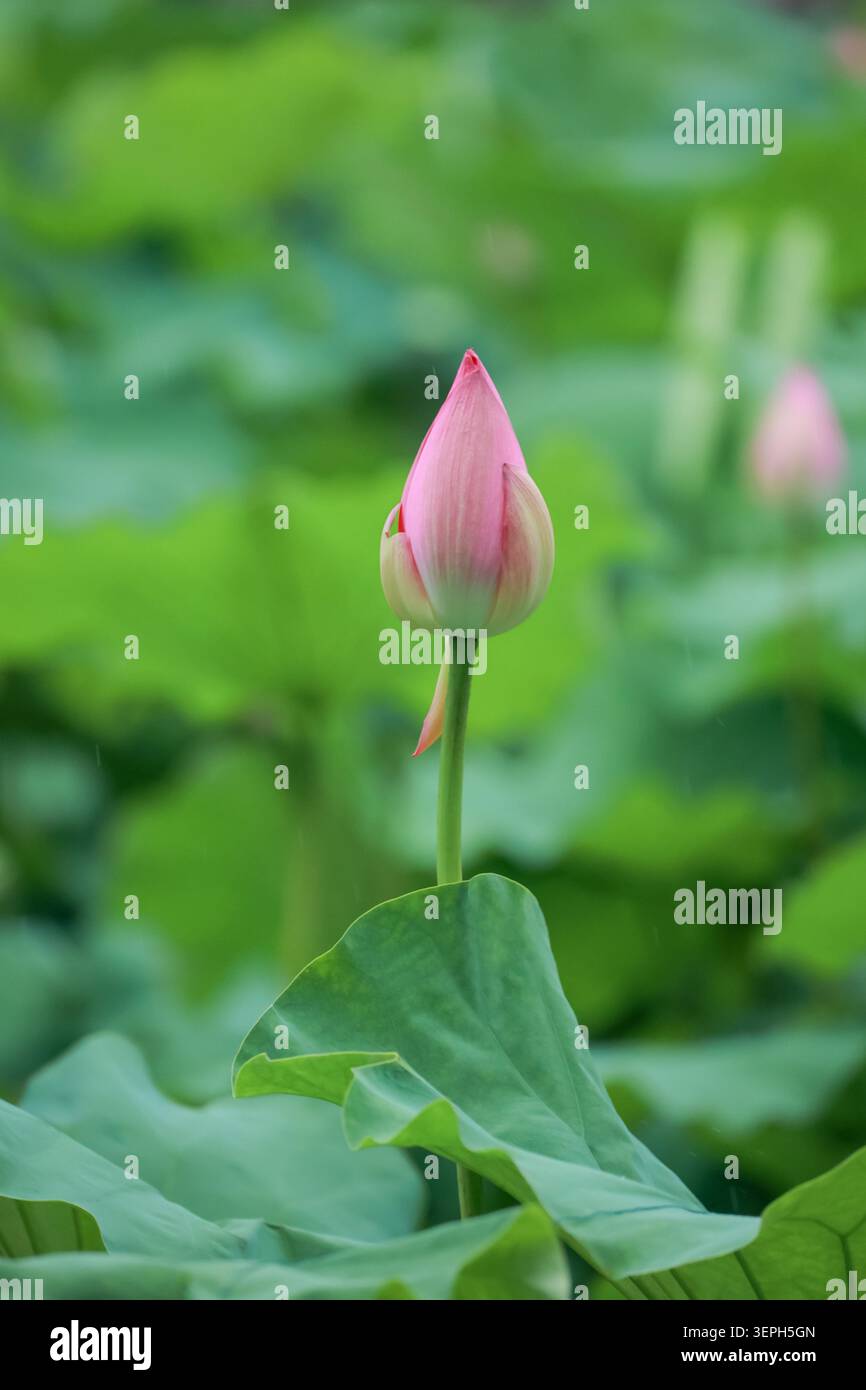 Over 700 varieties of lotus flowers bloom at the 2026 Shenzhen Lotus ...