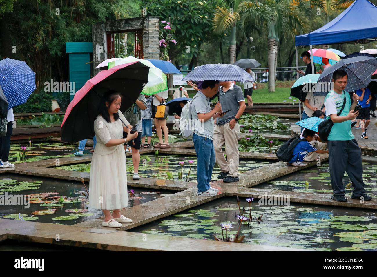 Over 700 varieties of lotus flowers bloom at the 2026 Shenzhen Lotus ...