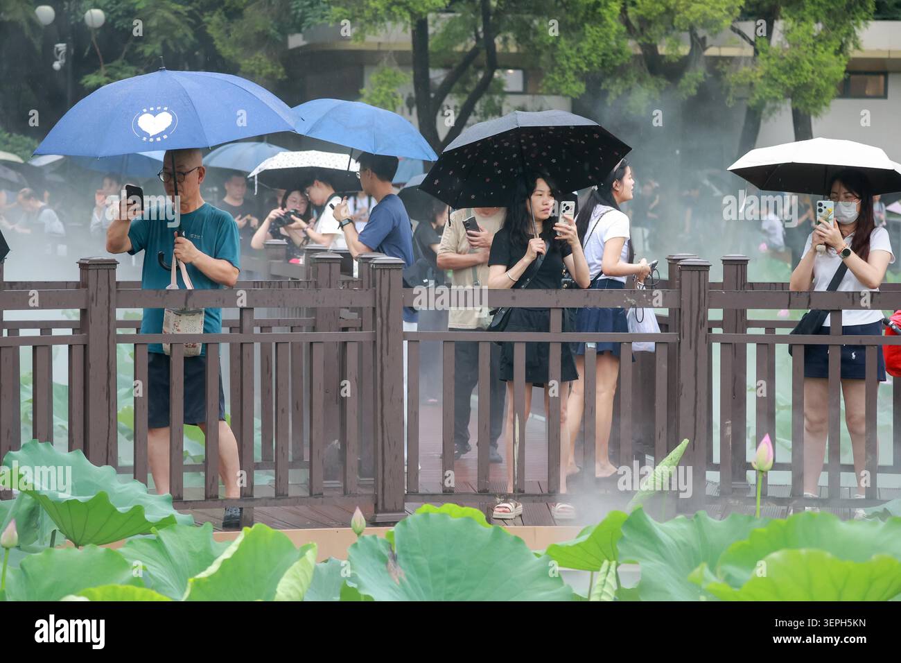 Over 700 varieties of lotus flowers bloom at the 2026 Shenzhen Lotus ...