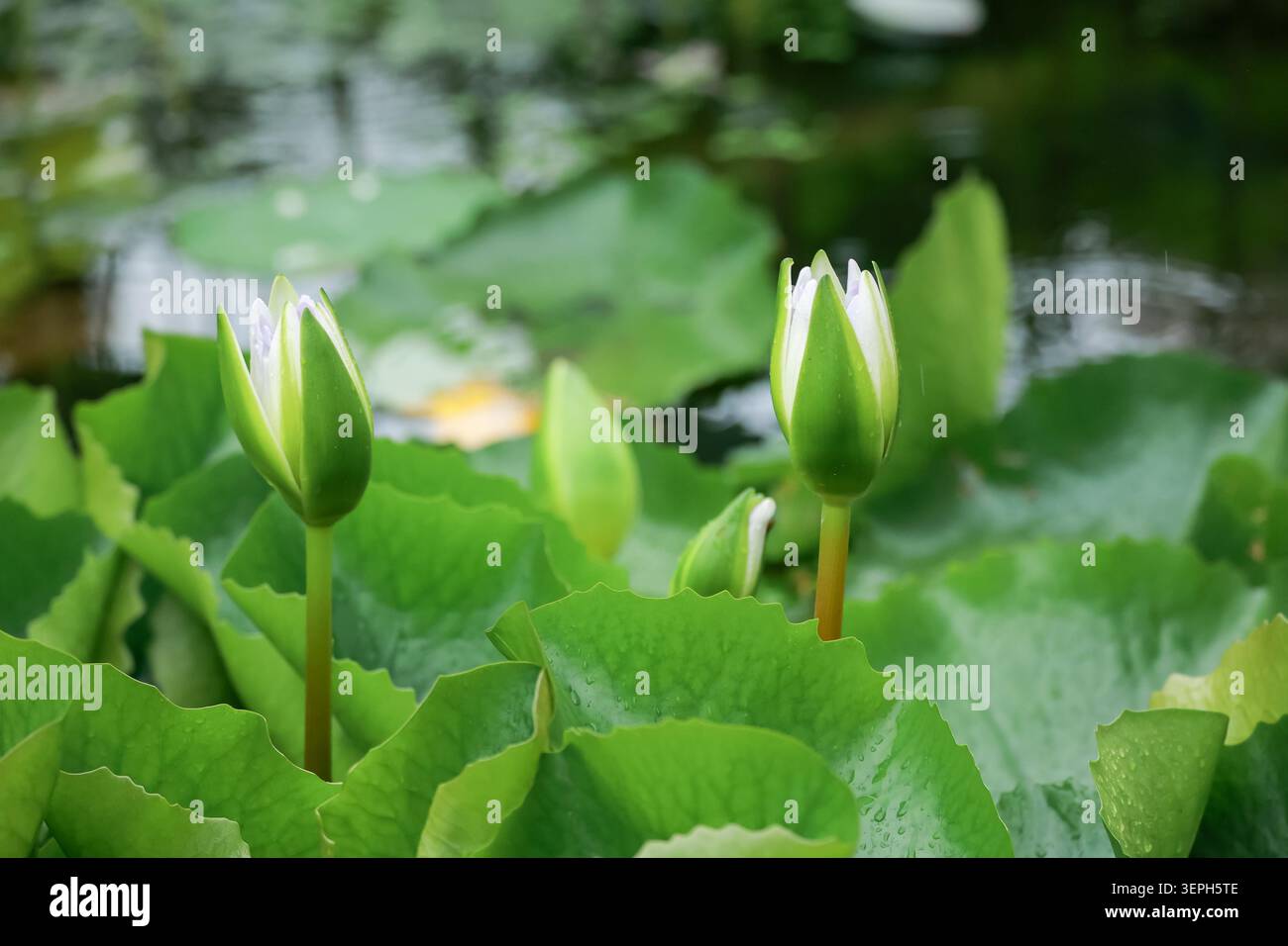 Over 700 varieties of lotus flowers bloom at the 2026 Shenzhen Lotus ...