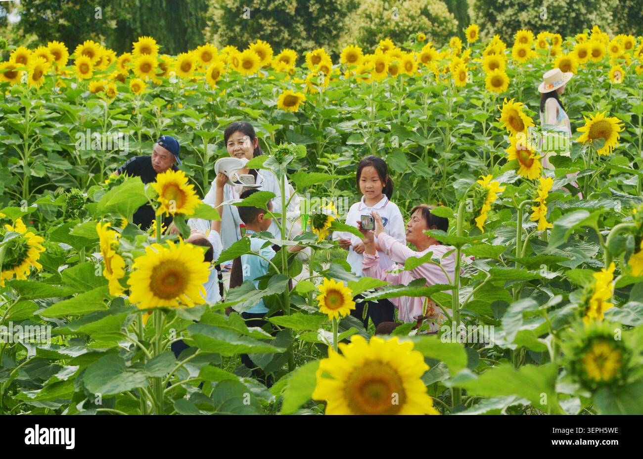 Visitors tour sunflower fields covering 20,000 square meters in ...