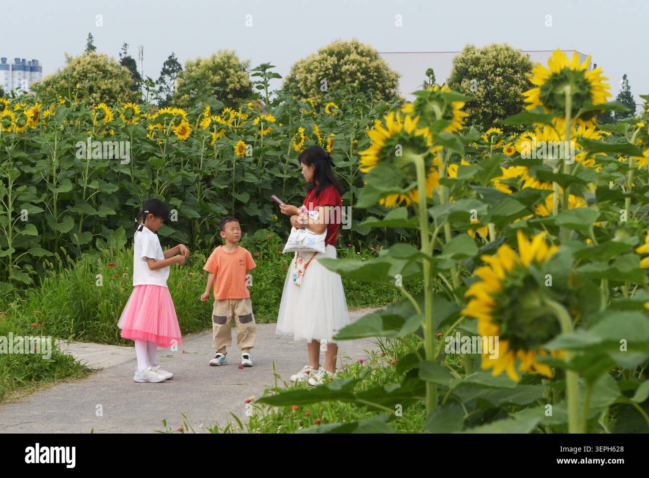 Visitors tour sunflower fields covering 20,000 square meters in ...