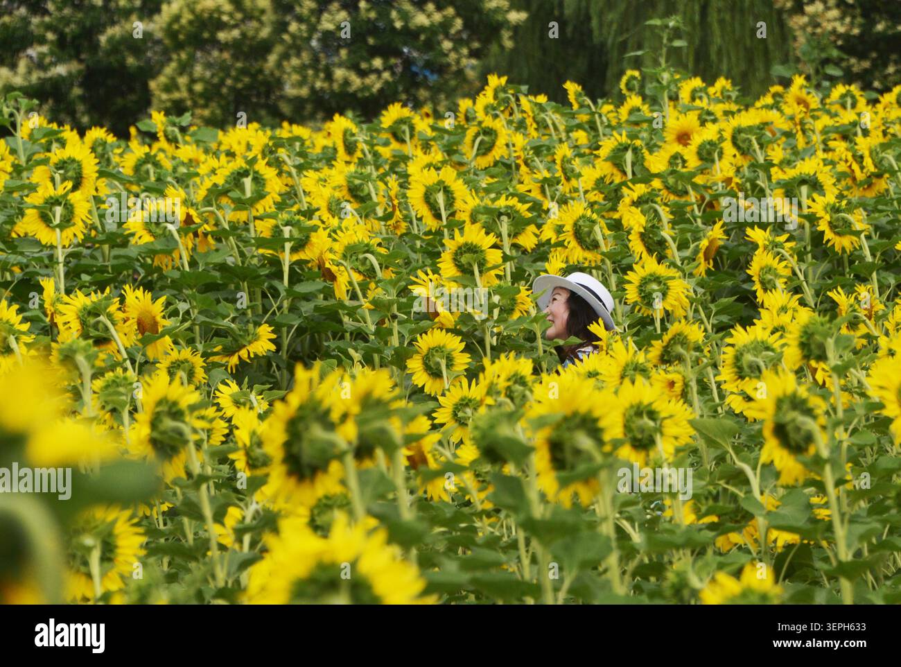 Visitors tour sunflower fields covering 20,000 square meters in ...