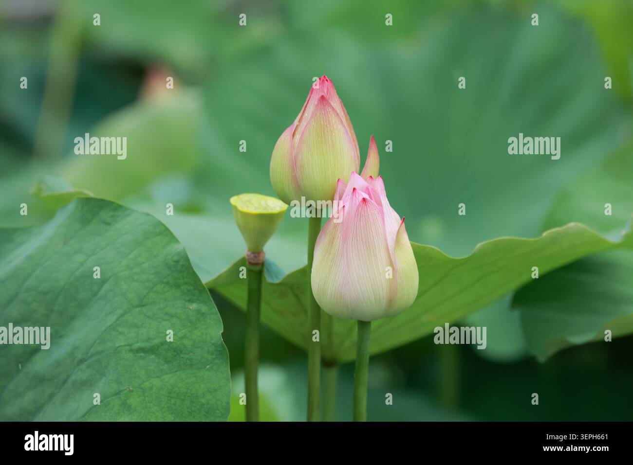 Over 700 varieties of lotus flowers bloom at the 2026 Shenzhen Lotus ...