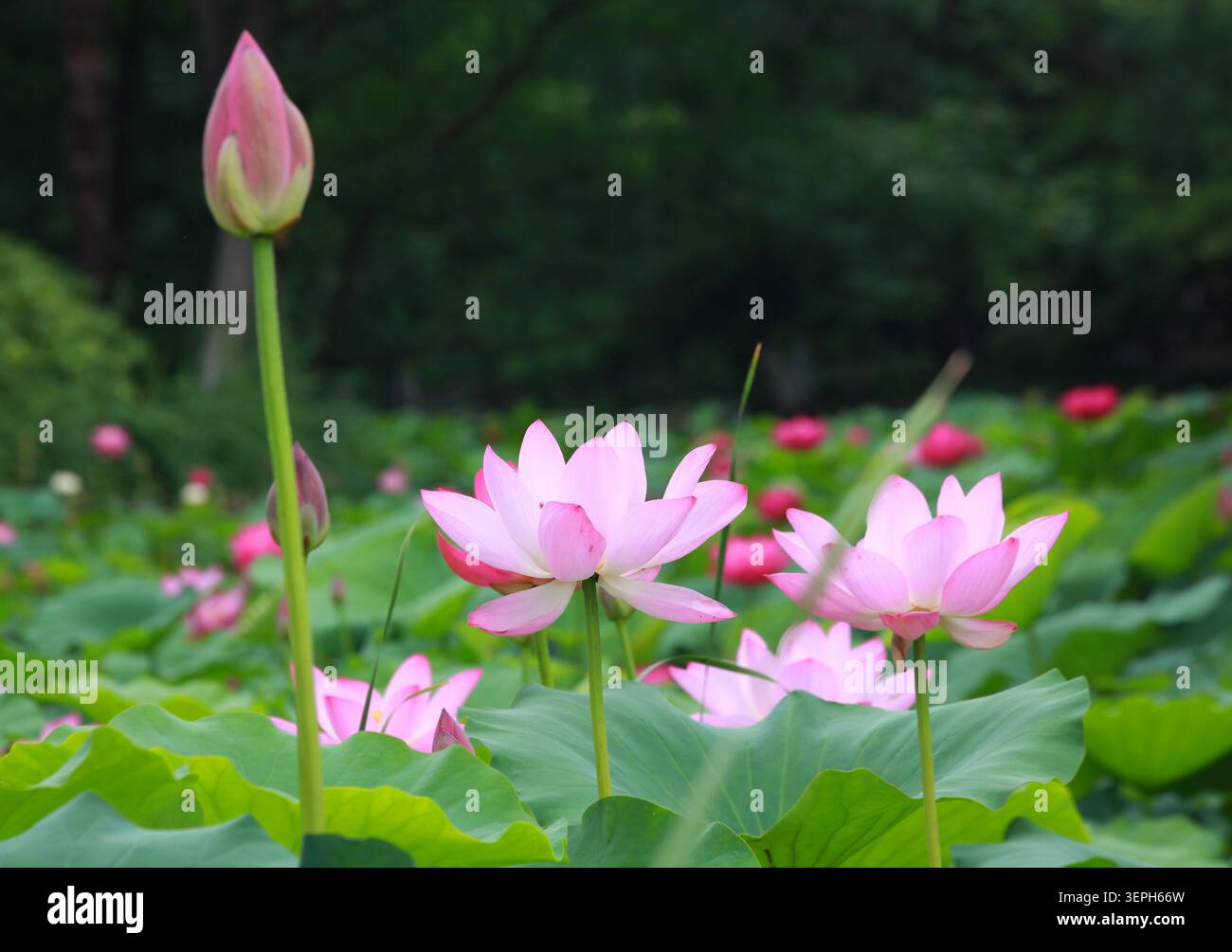 Visitors take photos of lotus blossoms at Mochou Lake Park in Nanjing ...