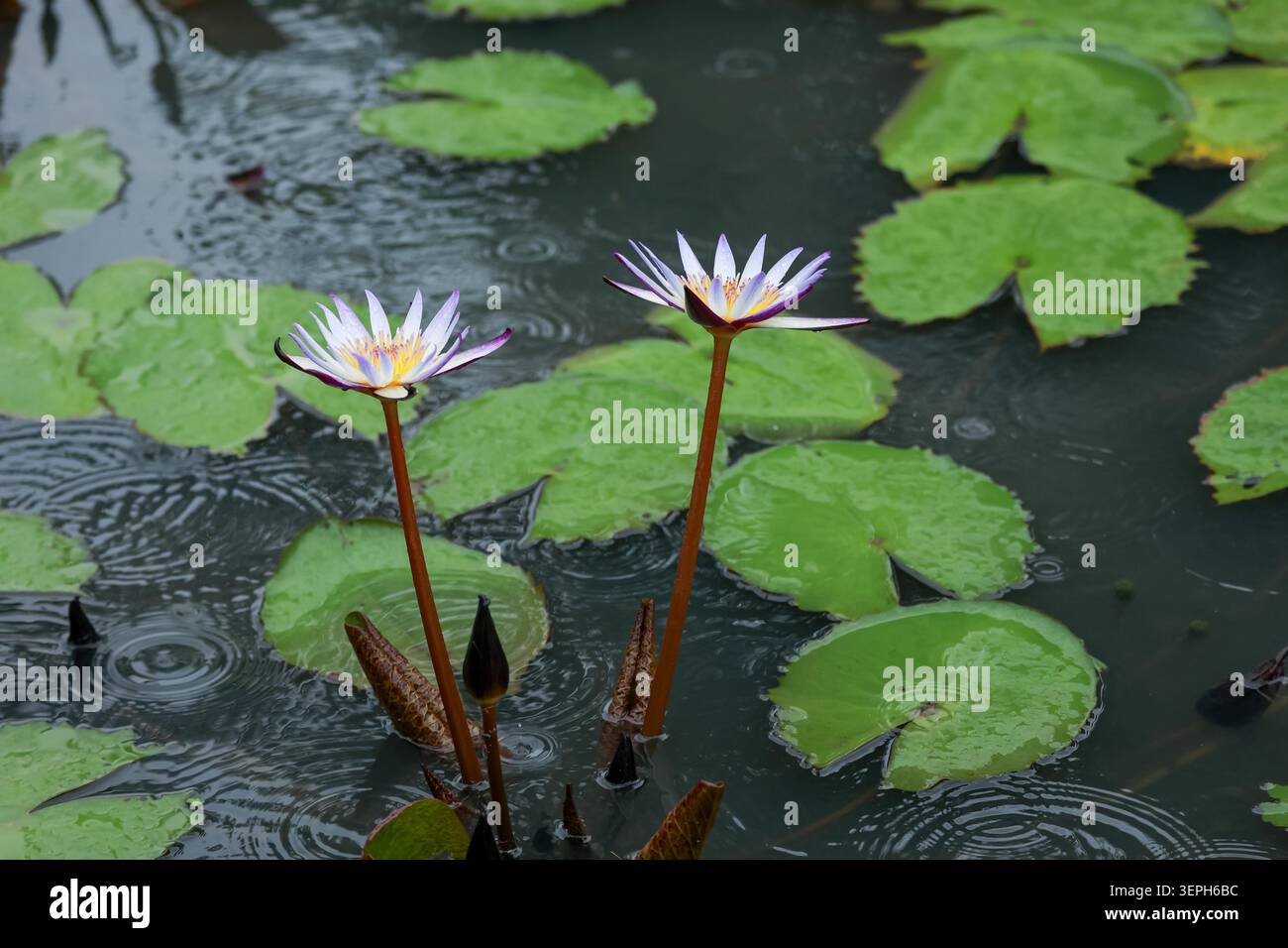 Over 700 varieties of lotus flowers bloom at the 2026 Shenzhen Lotus ...