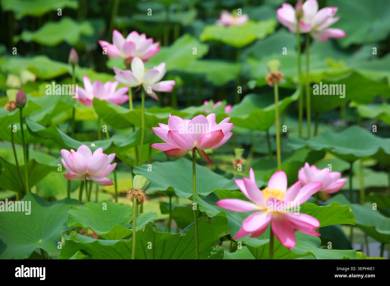 Visitors take photos of lotus blossoms at Mochou Lake Park in Nanjing ...