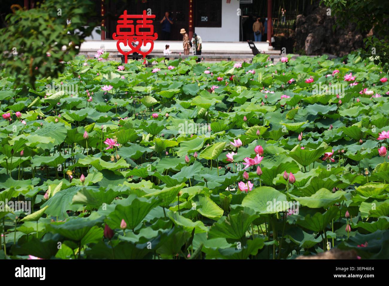 Visitors take photos of lotus blossoms at Mochou Lake Park in Nanjing ...