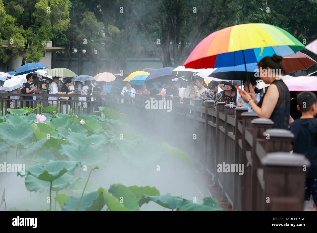 Over 700 varieties of lotus flowers bloom at the 2026 Shenzhen Lotus ...