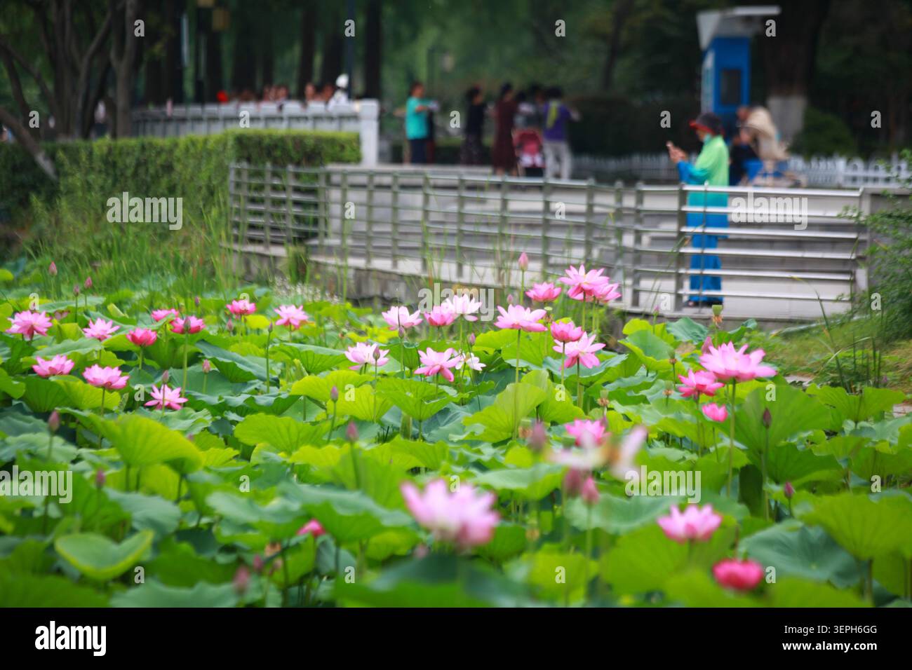 Visitors take photos of lotus blossoms at Mochou Lake Park in Nanjing ...