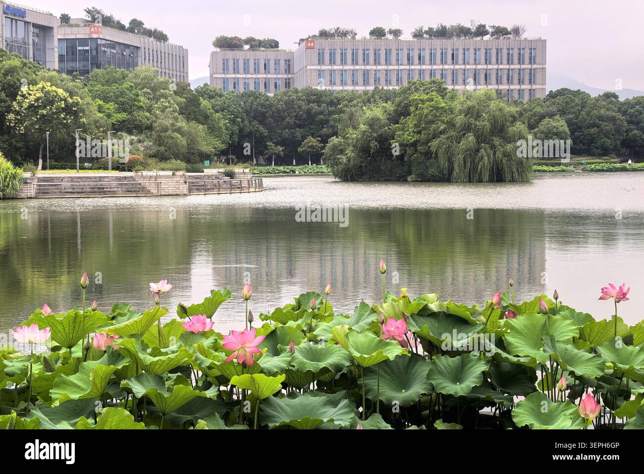Lotus flowers bloom at Zidong International Creative Park in Nanjing ...