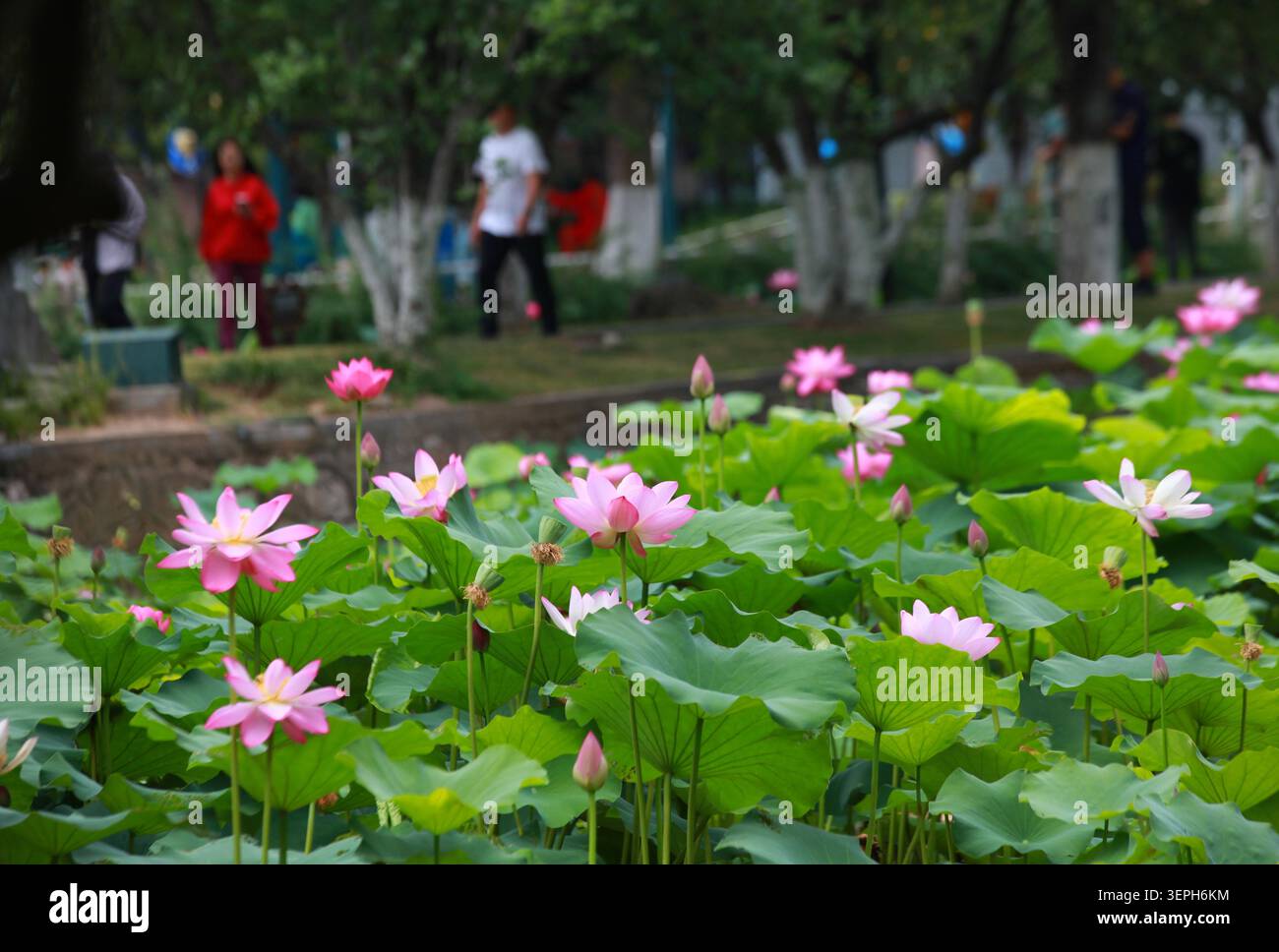 Visitors take photos of lotus blossoms at Mochou Lake Park in Nanjing ...