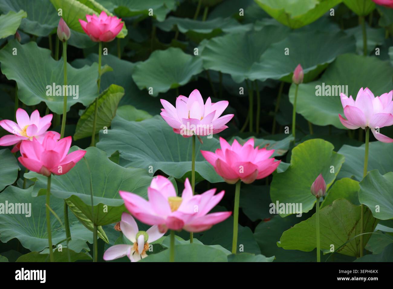 Visitors take photos of lotus blossoms at Mochou Lake Park in Nanjing ...