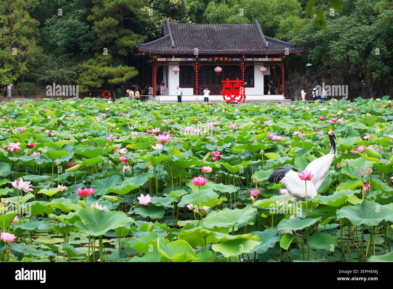 Visitors take photos of lotus blossoms at Mochou Lake Park in Nanjing ...