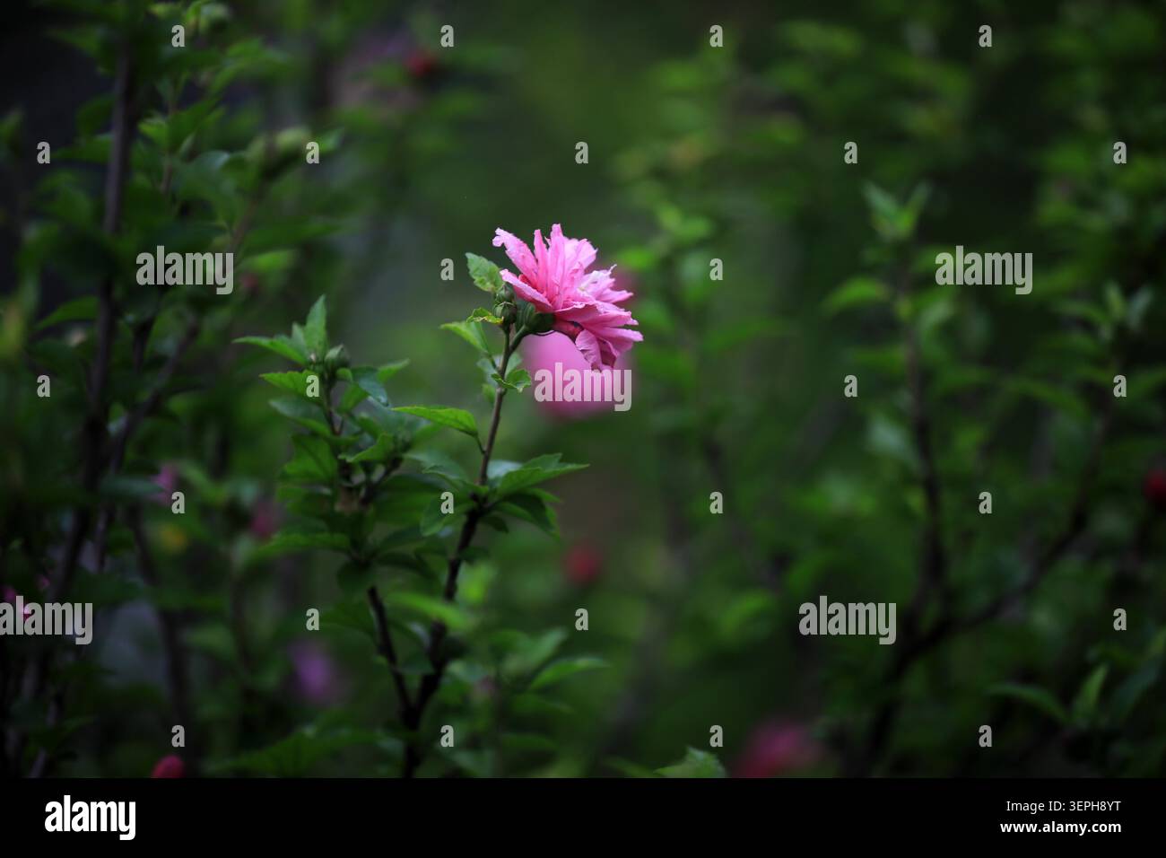 Hibiscus flowers bloom along the ancient Yellow River in Huai'an, east ...