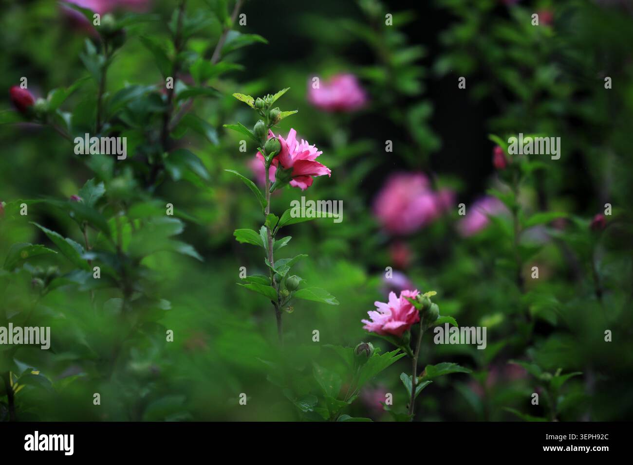 Hibiscus flowers bloom along the ancient Yellow River in Huai'an, east ...