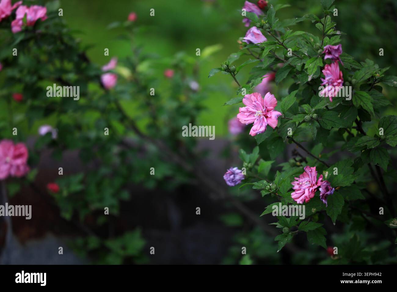 Hibiscus flowers bloom along the ancient Yellow River in Huai'an, east ...