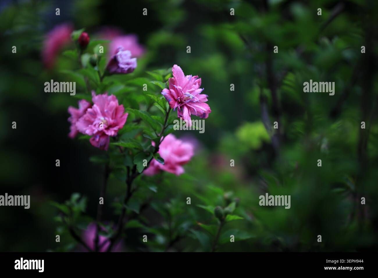 Hibiscus flowers bloom along the ancient Yellow River in Huai'an, east ...
