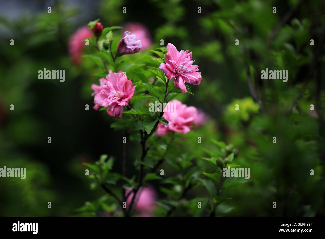 Hibiscus flowers bloom along the ancient Yellow River in Huai'an, east ...