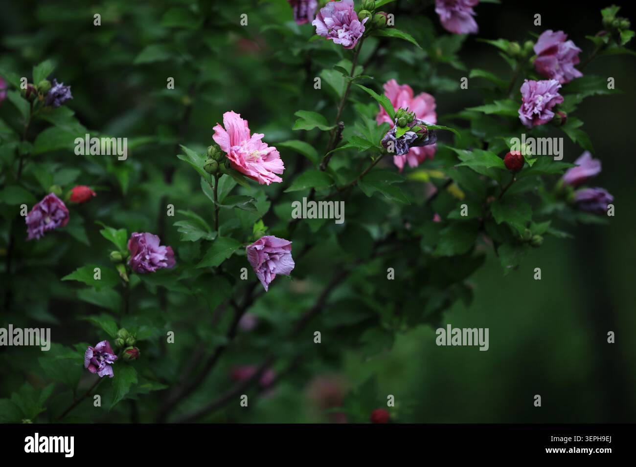 Hibiscus flowers bloom along the ancient Yellow River in Huai'an, east ...
