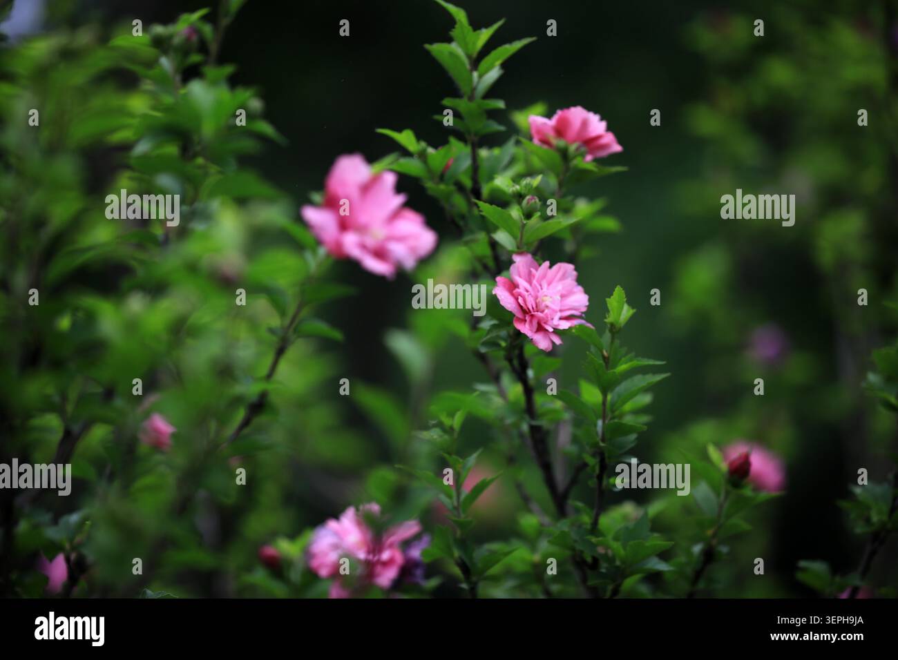Hibiscus flowers bloom along the ancient Yellow River in Huai'an, east ...