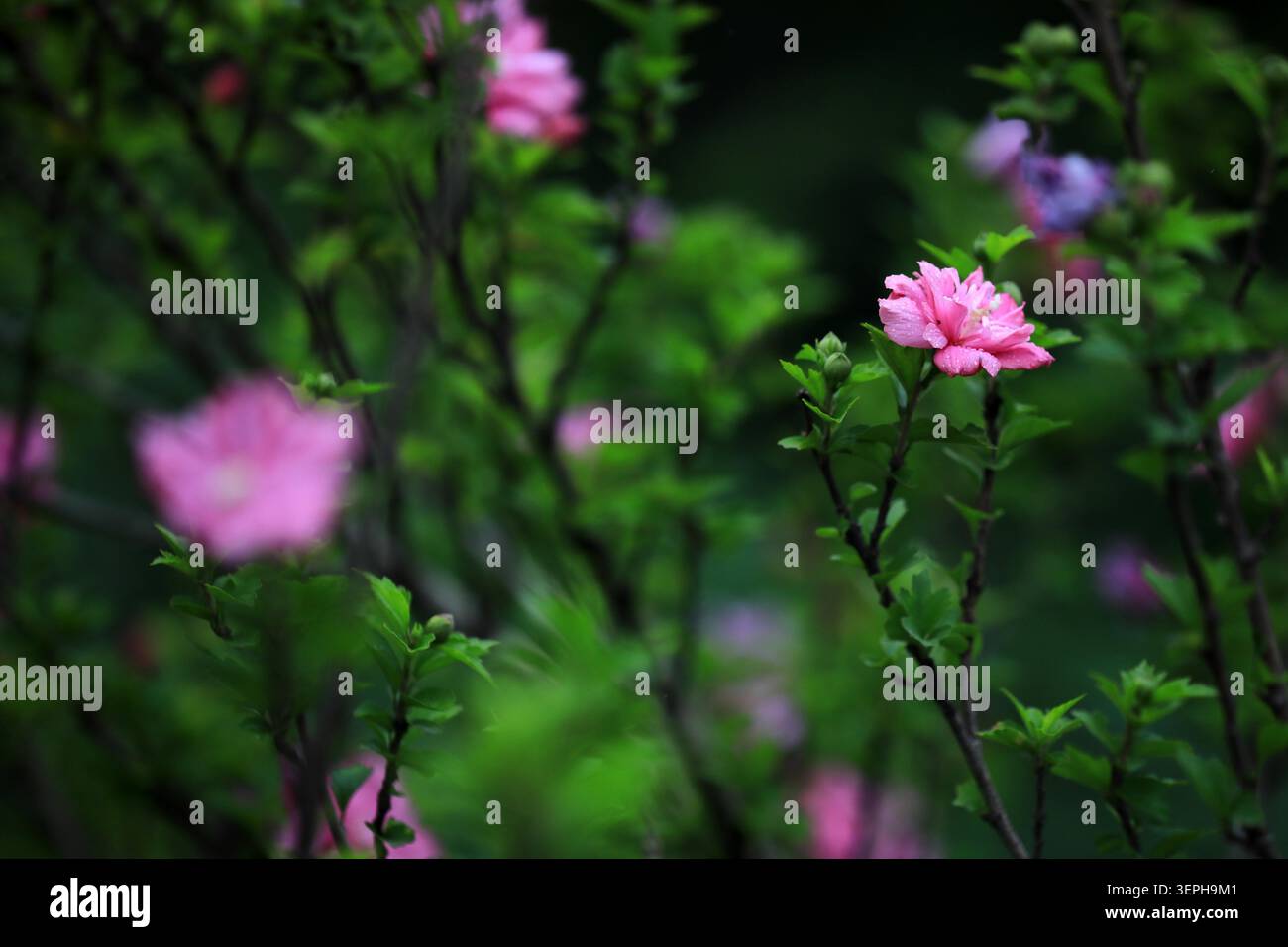 Hibiscus flowers bloom along the ancient Yellow River in Huai'an, east ...