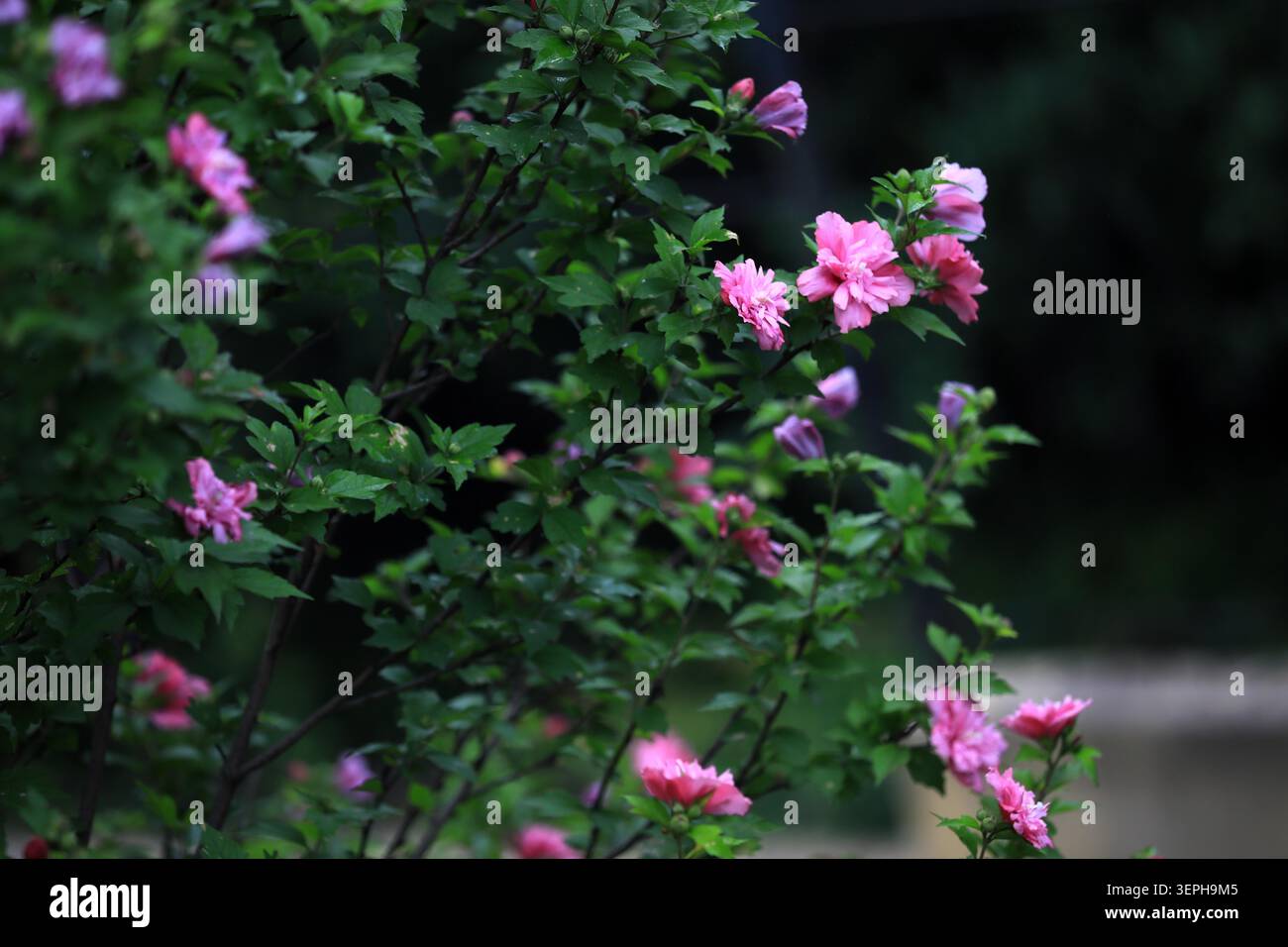Hibiscus flowers bloom along the ancient Yellow River in Huai'an, east ...