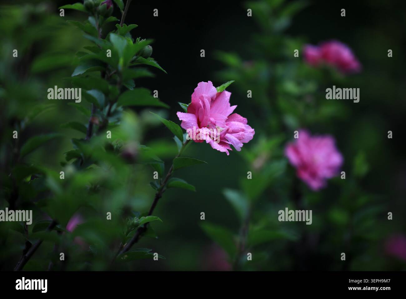Hibiscus flowers bloom along the ancient Yellow River in Huai'an, east ...