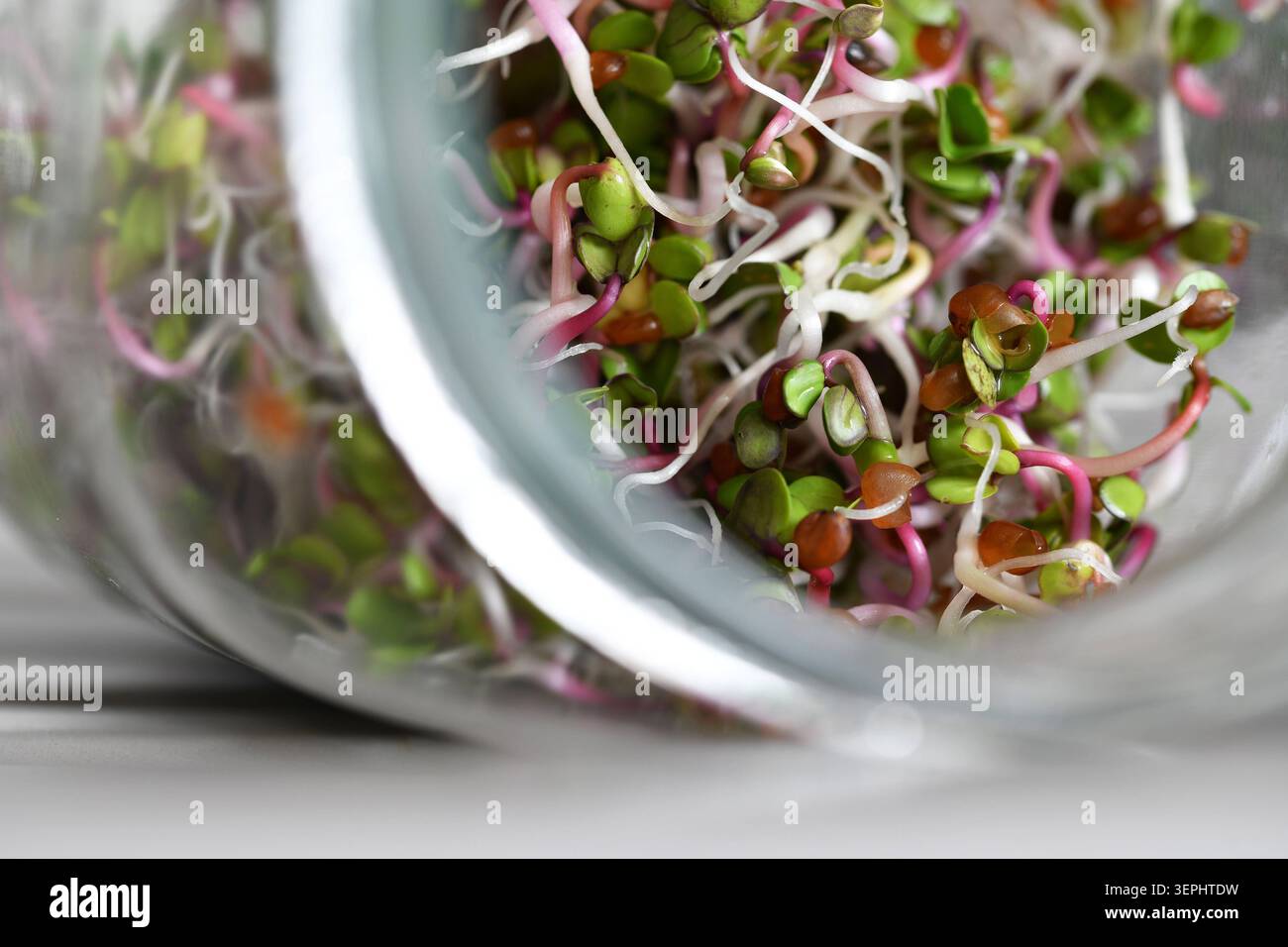 Radieschen-Sprossen gedeihen in einem Keimglas. Deutschland *** Radish ...