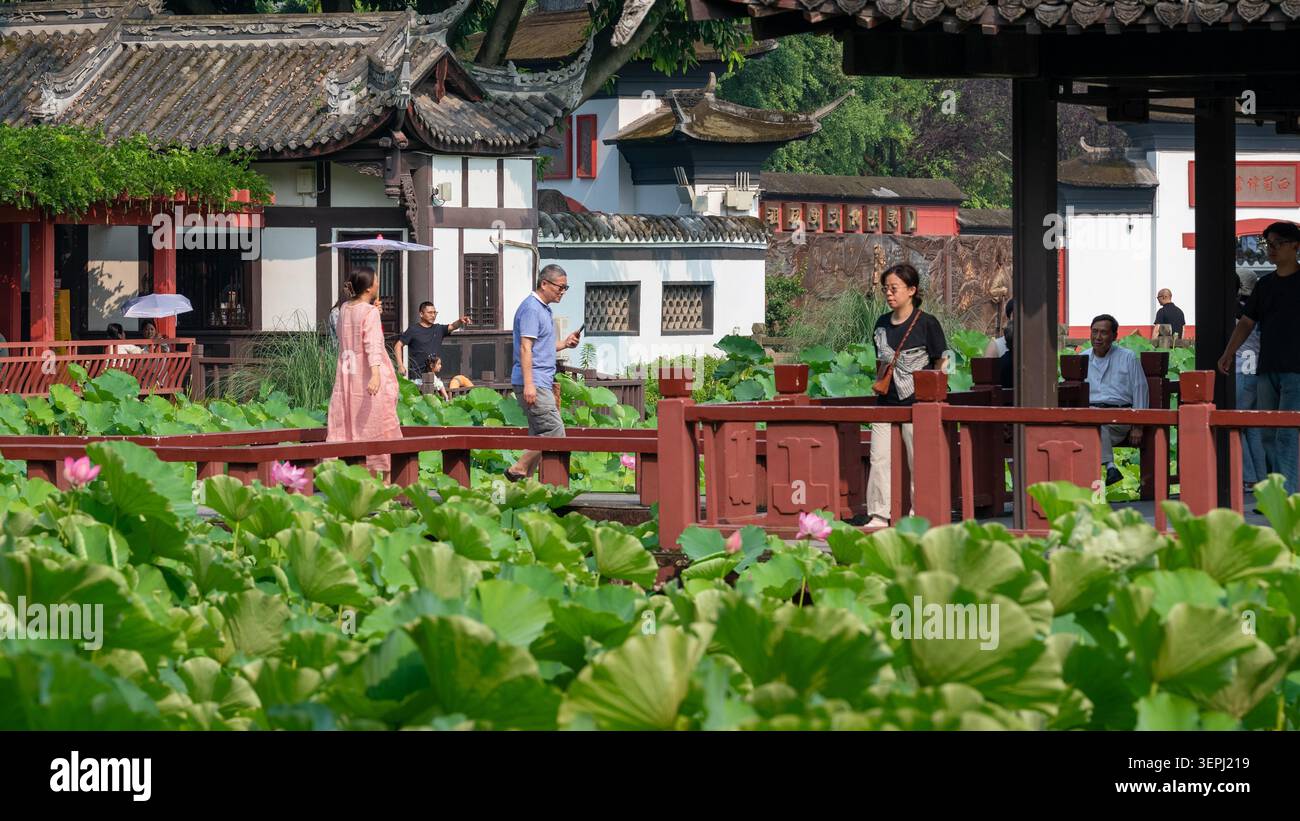 Tourists visit blooming lotus ponds in Chengdu, Sichuan Province, China ...