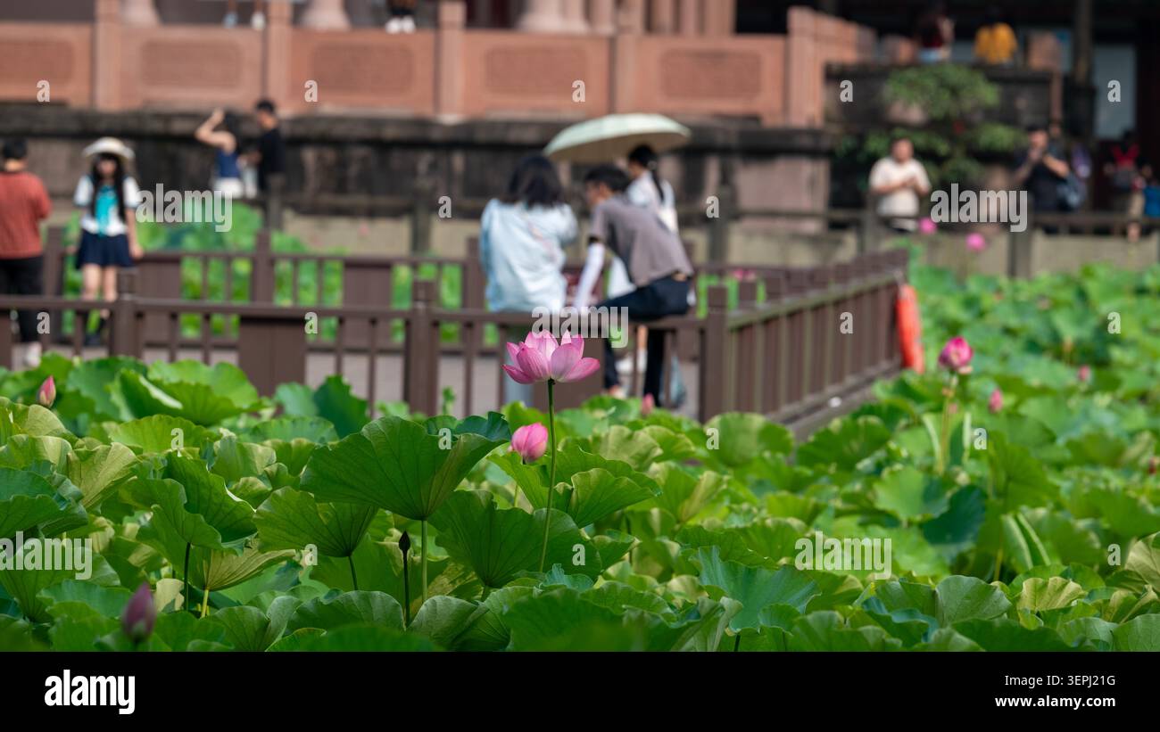 Tourists visit blooming lotus ponds in Chengdu, Sichuan Province, China ...