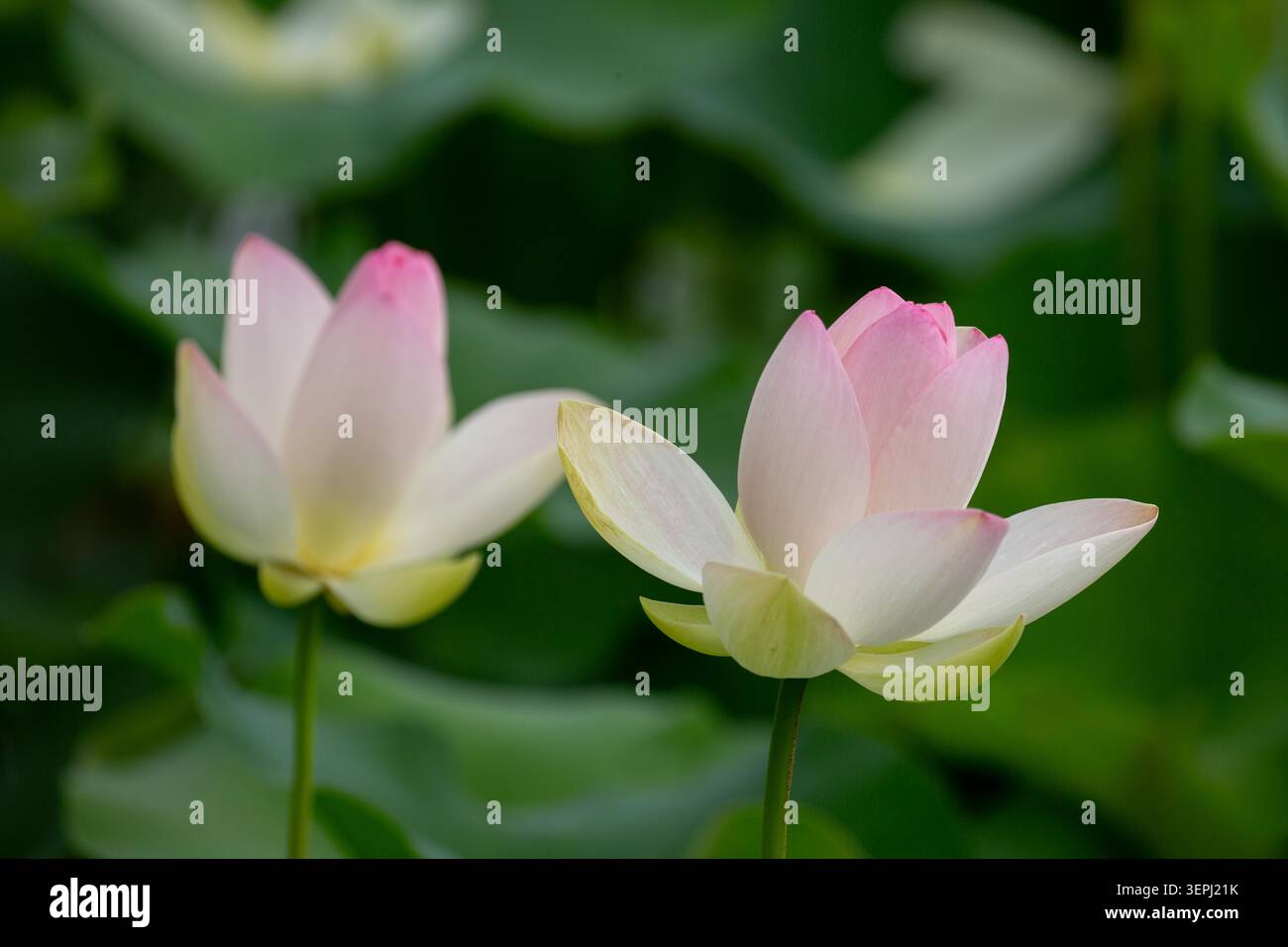 Tourists and photography enthusiasts visit Lotus Pool Park to admire ...