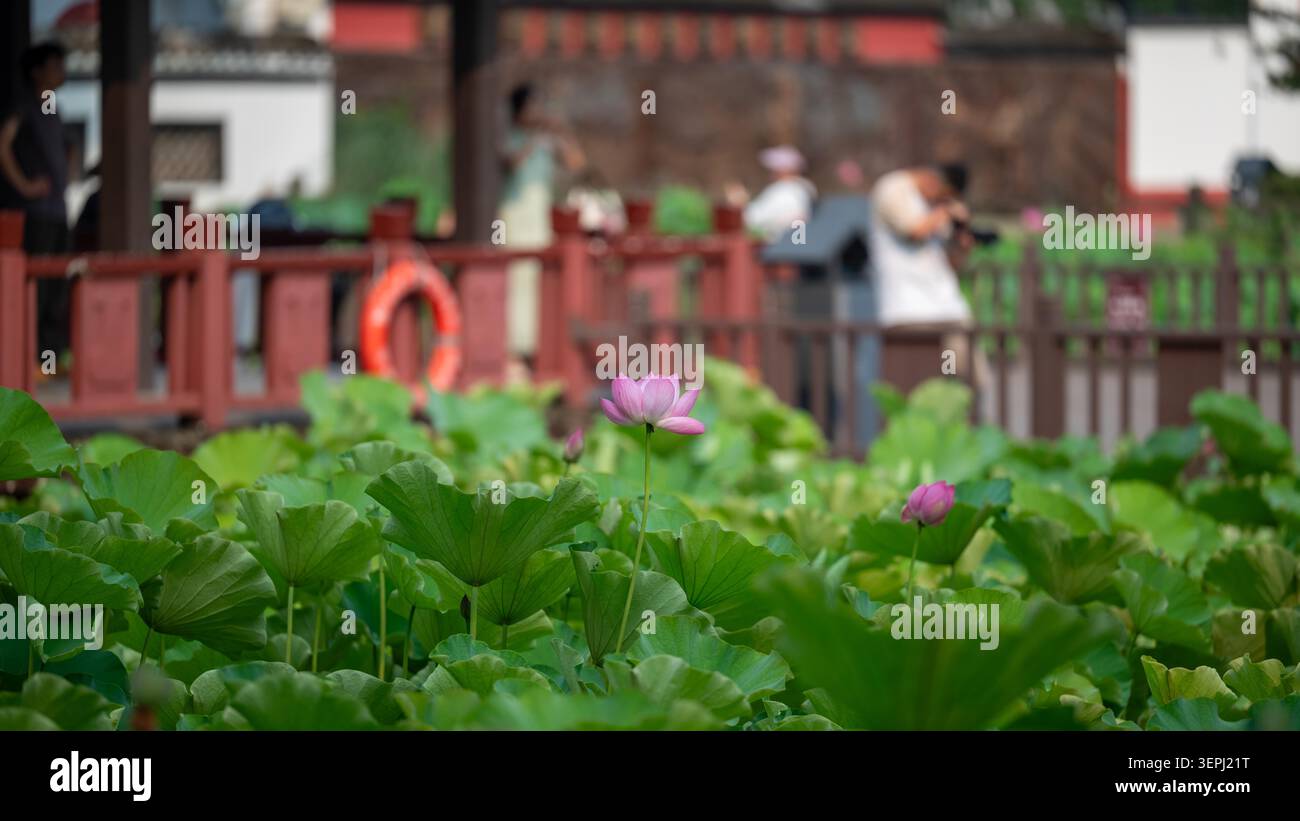 Tourists visit blooming lotus ponds in Chengdu, Sichuan Province, China ...