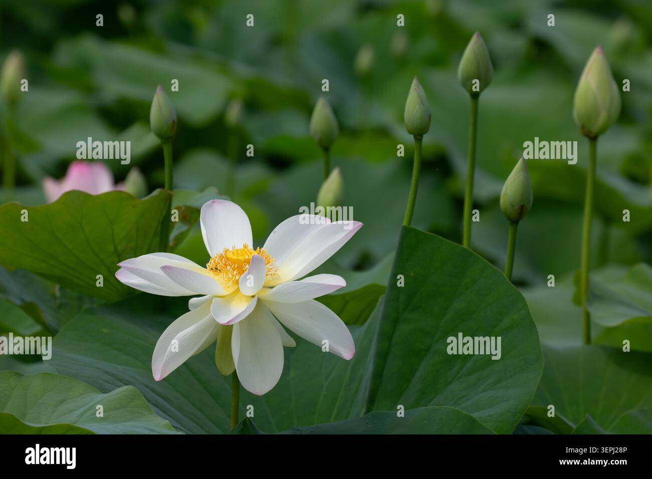 Tourists and photography enthusiasts visit Lotus Pool Park to admire ...