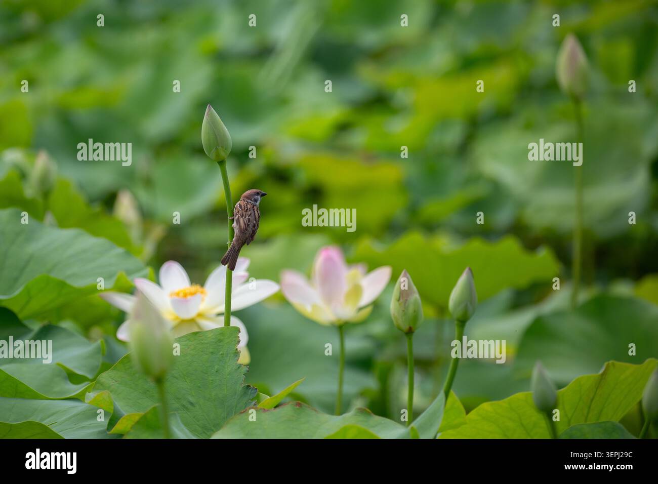 Tourists and photography enthusiasts visit Lotus Pool Park to admire ...