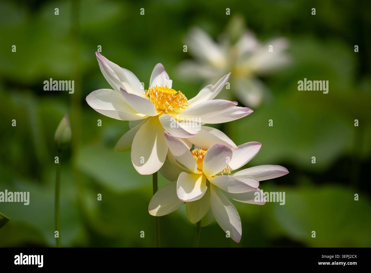 Tourists and photography enthusiasts visit Lotus Pool Park to admire ...