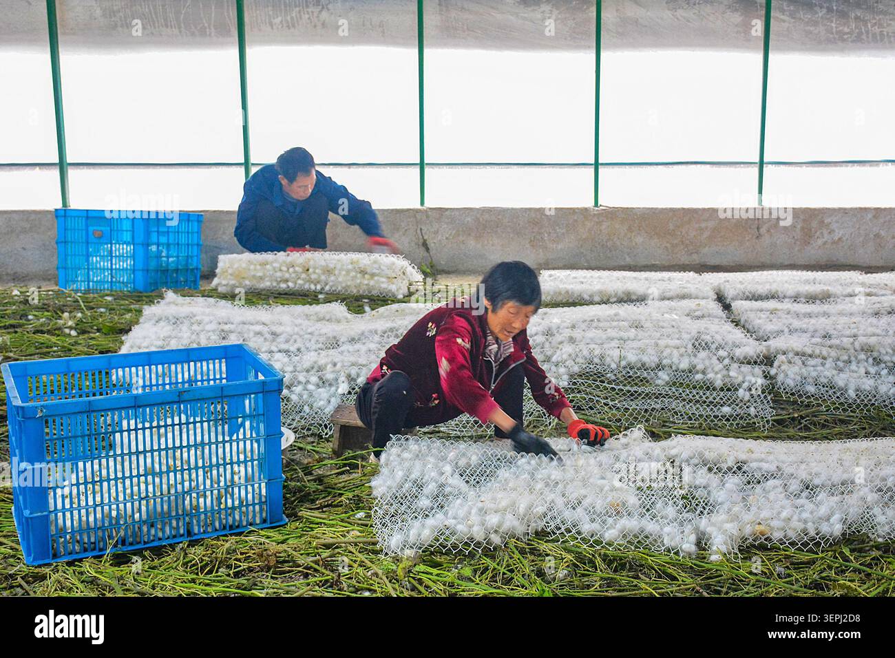 Farmers pick silkworm cocoons at a professional breeding cooperative in ...