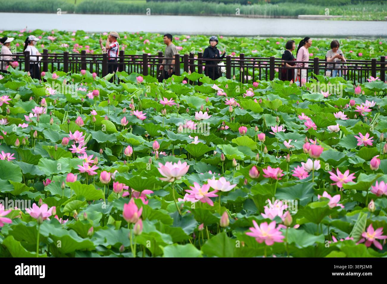 People admire blooming lotus flowers at Northwest Lake Wetland Park in ...
