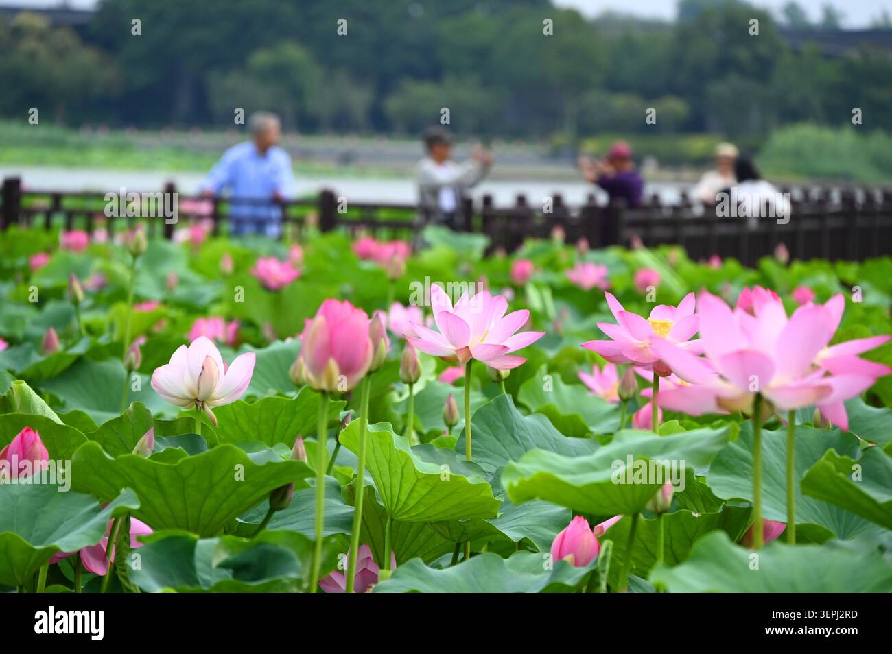 People admire blooming lotus flowers at Northwest Lake Wetland Park in ...