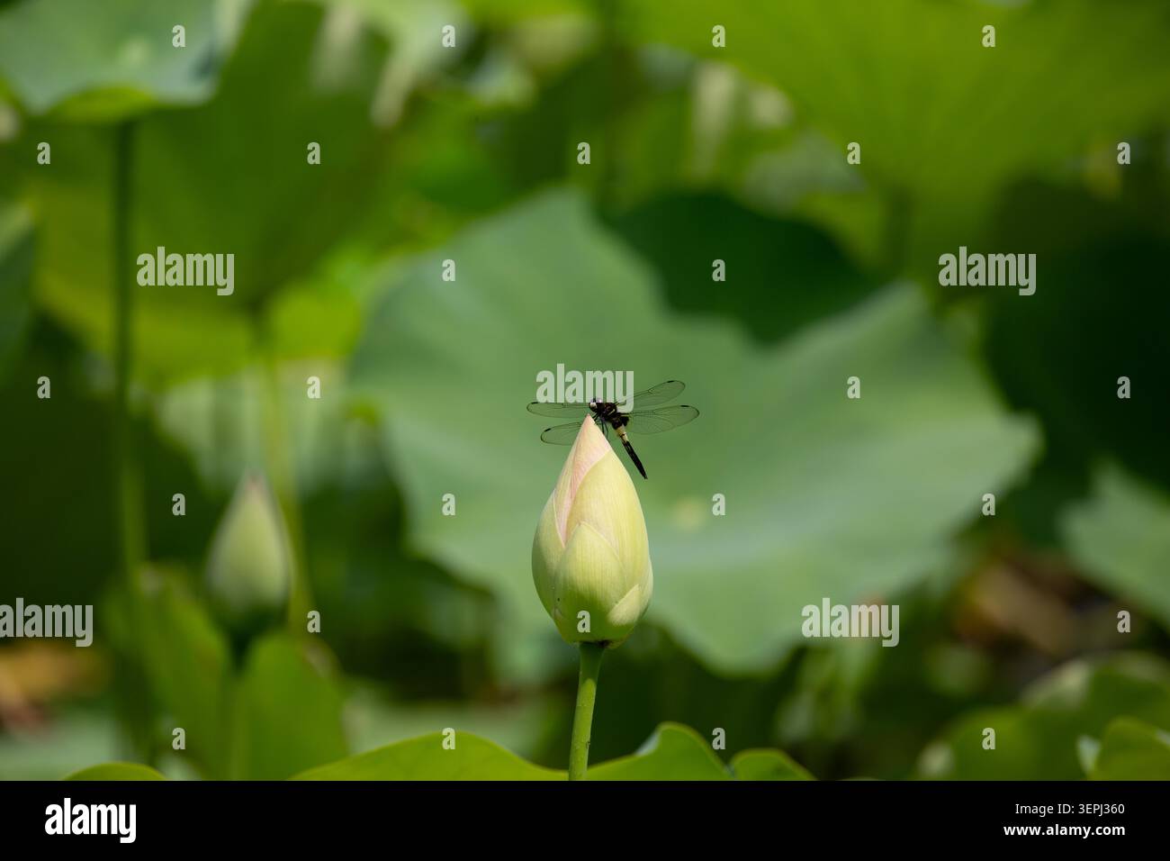 Tourists and photography enthusiasts visit Lotus Pool Park to admire ...