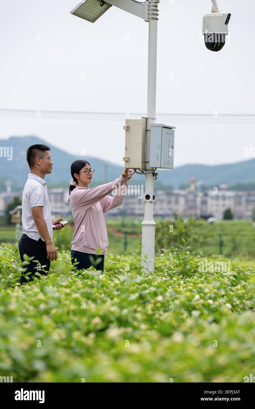 Agricultural technicians inspect the operation of pest monitoring ...