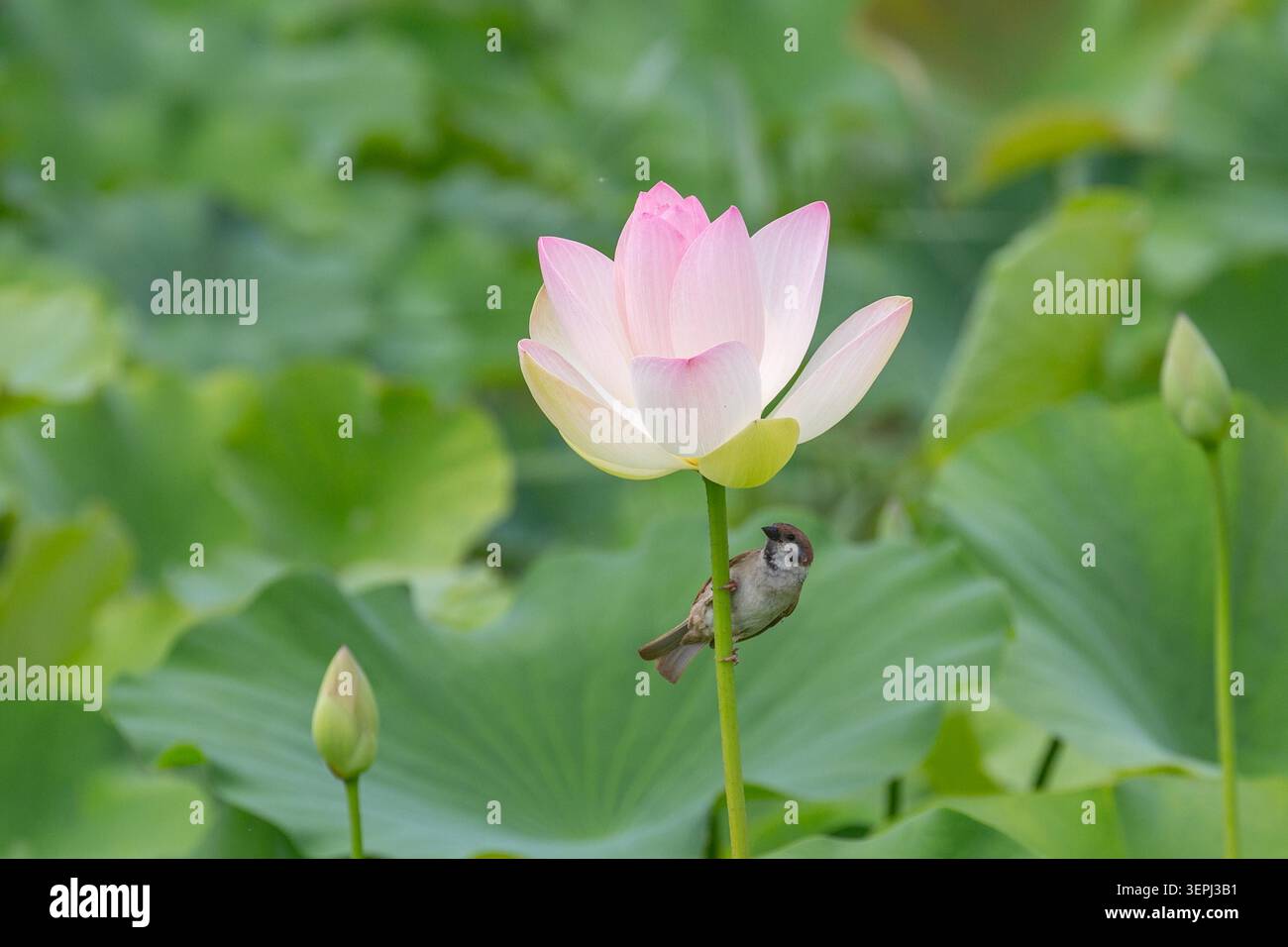 Tourists and photography enthusiasts visit Lotus Pool Park to admire ...