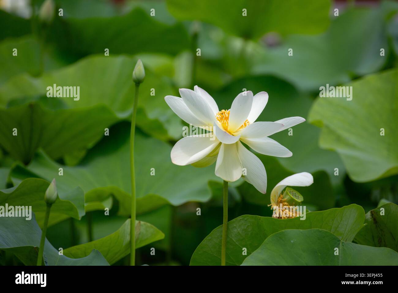 Tourists and photography enthusiasts visit Lotus Pool Park to admire ...