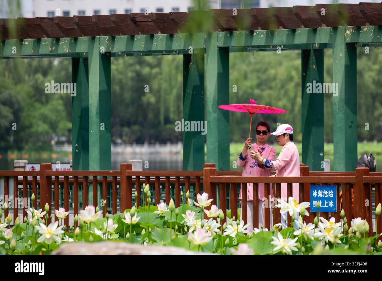 Tourists and photography enthusiasts visit Lotus Pool Park to admire ...