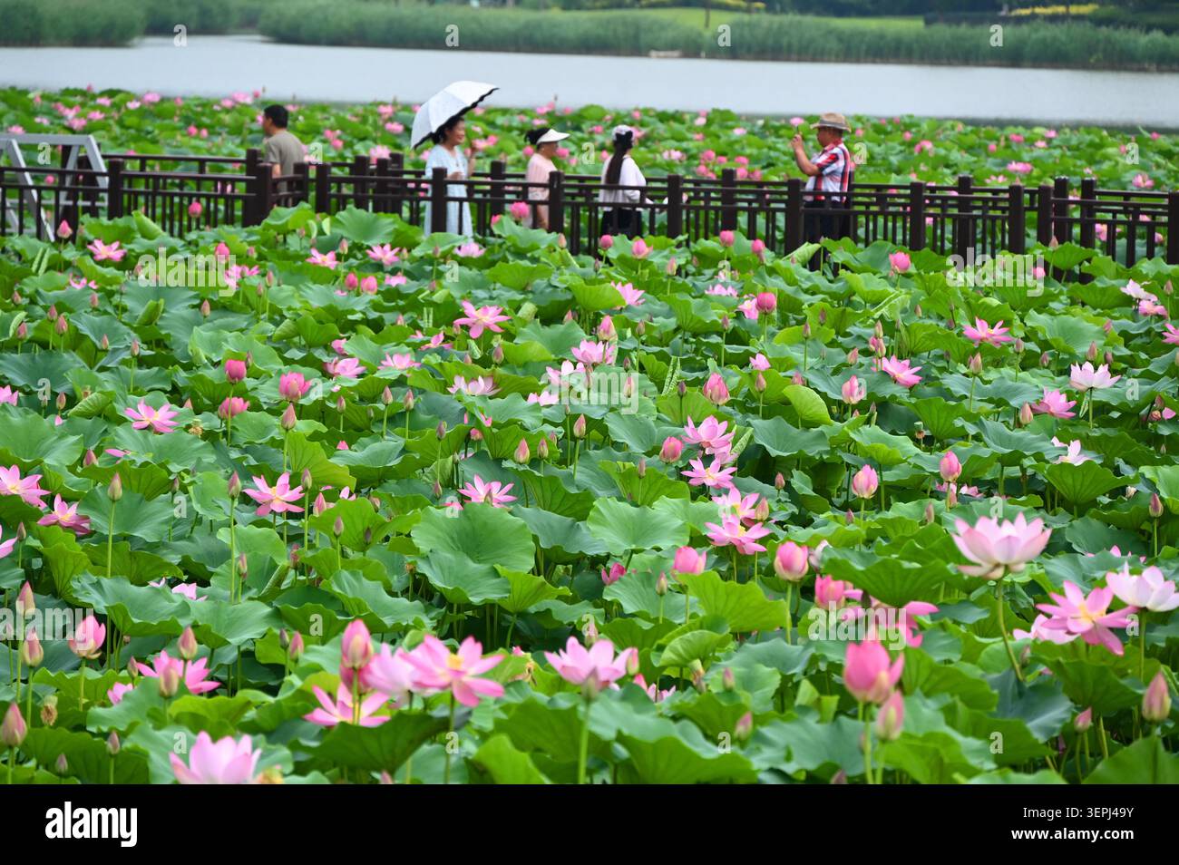 People admire blooming lotus flowers at Northwest Lake Wetland Park in ...
